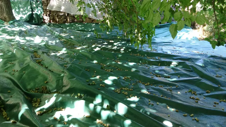 Zahmetli yolculuk başladı! Pekmez ve pestil olarak tüketiliyor, demir ...