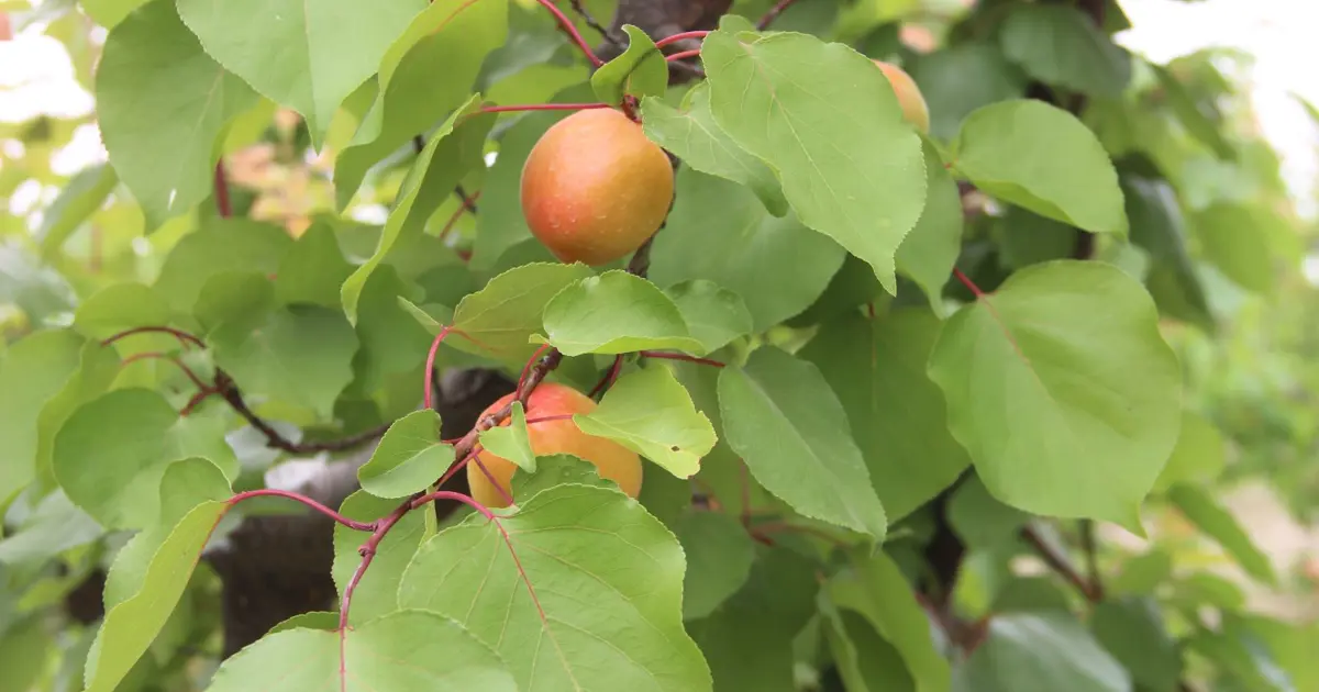 Mersin'den Rusya, Ortadoğu, Hindistan ve Avrupa’ya kasa kasa gönderiliyor! Pazarda kilosu 60 ...