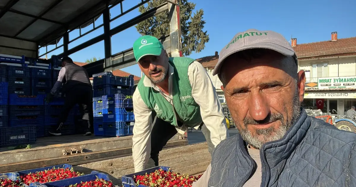 İlk karabodur hasadı. Tek tek özenle toplanıyor | NTV Haber