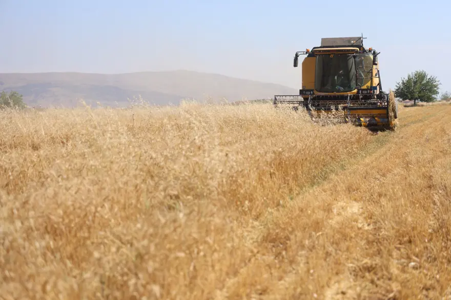 3 bin 500 dönümlük tarlada hasat başladı. Kilosu 16,5 TL'den satışa ...