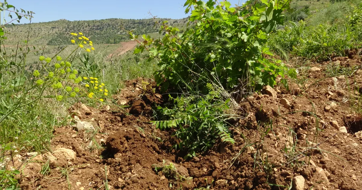 Dik yamaçlarda mesai başladı. Teknolojiye meydan okuyan asırlık gelenek ...