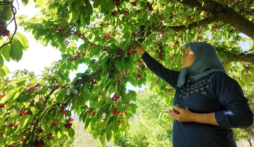 Ailelerin geçim kaynağı oldu. Günlük 50 ton satılıyor | NTV Haber