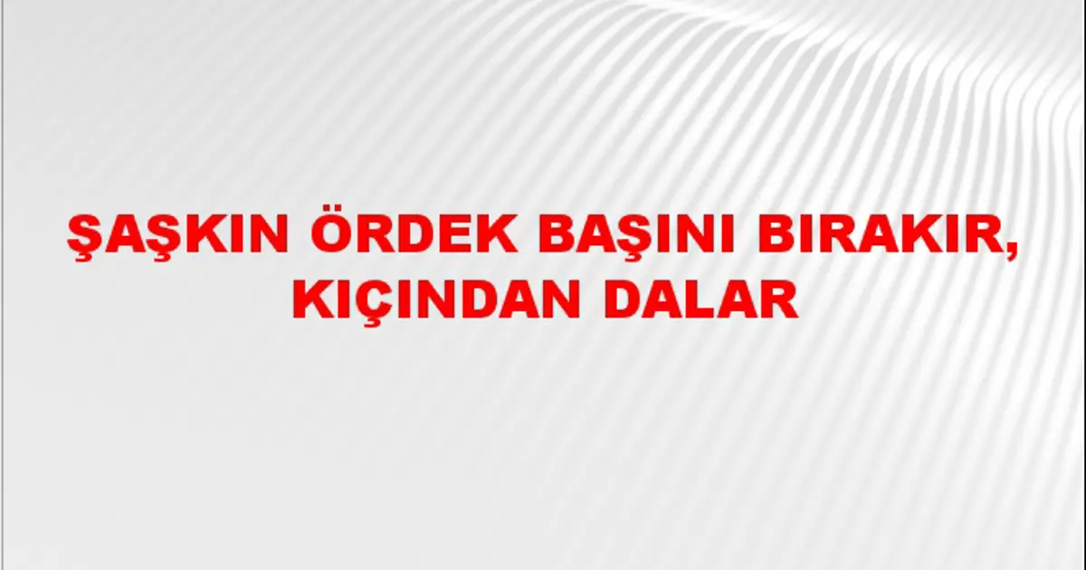 Şaşkın ördek başını bırakır, kıçından dalar Atasözünün Anlamı Ne Demek ...