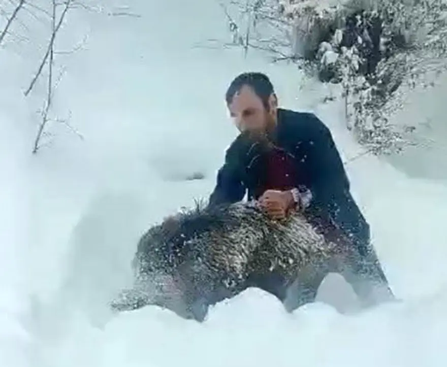 Eliyle domuz yakaladı 15 bin lira ceza yedi | NTV Haber