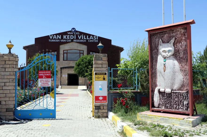 Kedi villası yeni kurallarla ziyarete açıldı | NTV Haber