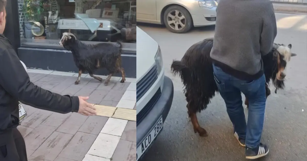 Amasya'da kurbanlık keçi kaçtı, vatandaşlar kovaladı | NTV Haber